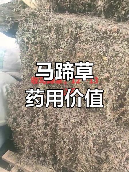 马蹄草图片长什么样_马蹄草的功效与作用-第3张图片-山城妙识