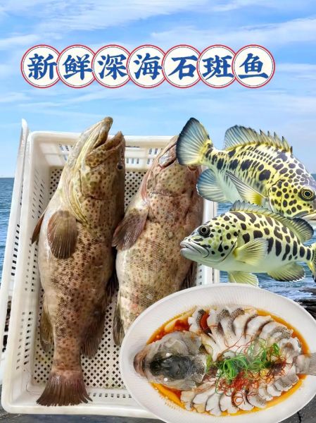 最贵的石斑鱼有哪些_顶级石斑鱼价格排行-第3张图片-山城妙识