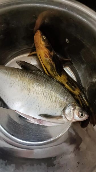 扁鱼叫什么_扁鱼学名和俗称大全-第1张图片-山城妙识