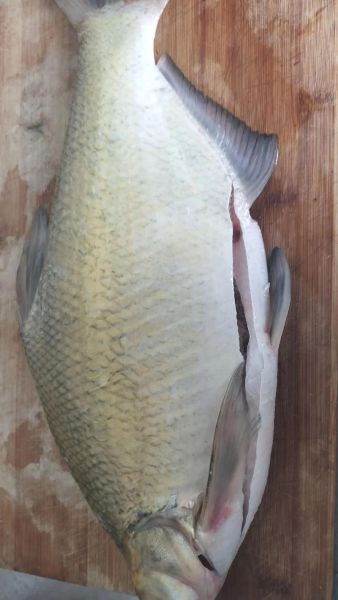 扁鱼叫什么_扁鱼学名和俗称大全-第3张图片-山城妙识