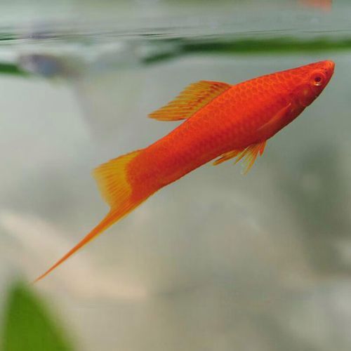 红箭鱼怎么分公母_红箭鱼公母辨别技巧-第1张图片-山城妙识