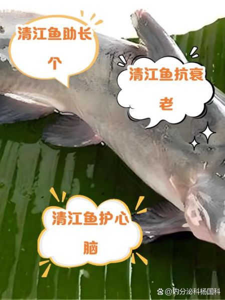 吃清江鱼的好处和坏处_清江鱼营养价值与食用风险-第2张图片-山城妙识 吃清江鱼的好处和坏处_清江鱼营养价值与食用风险-第2张图片-山城妙识