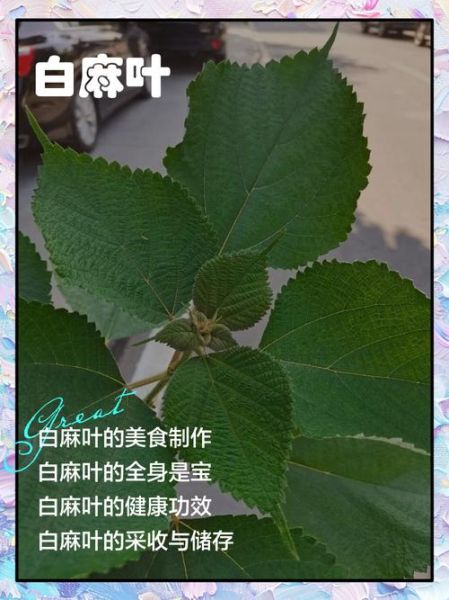 麻叶是什么_麻叶的功效与作用-第3张图片-山城妙识