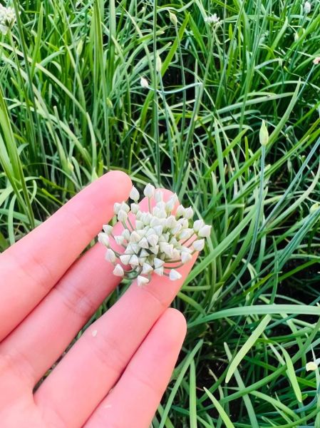 韭菜酱的做法大全_韭菜酱怎么保存-第2张图片-山城妙识