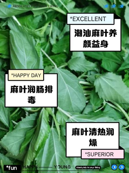 麻叶是什么_麻叶的功效与作用-第1张图片-山城妙识