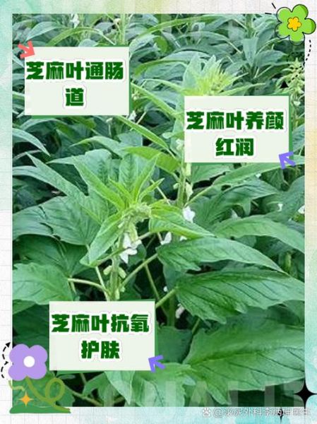 麻叶是什么_麻叶的功效与作用-第2张图片-山城妙识