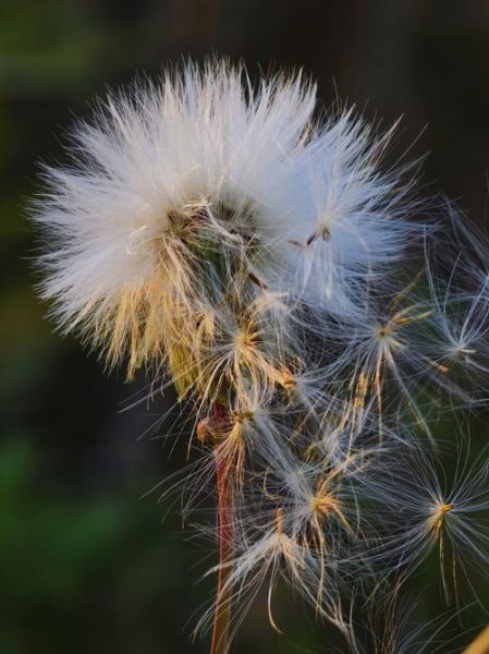 蒲公英图片高清_如何拍出细节纹理-第3张图片-山城妙识