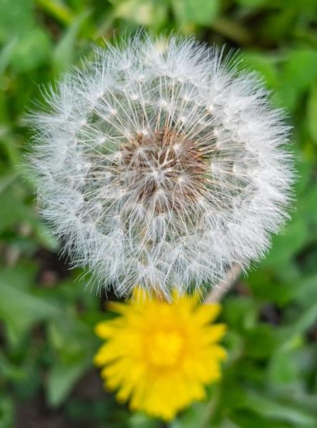 蒲公英图片高清_如何拍出细节纹理-第1张图片-山城妙识