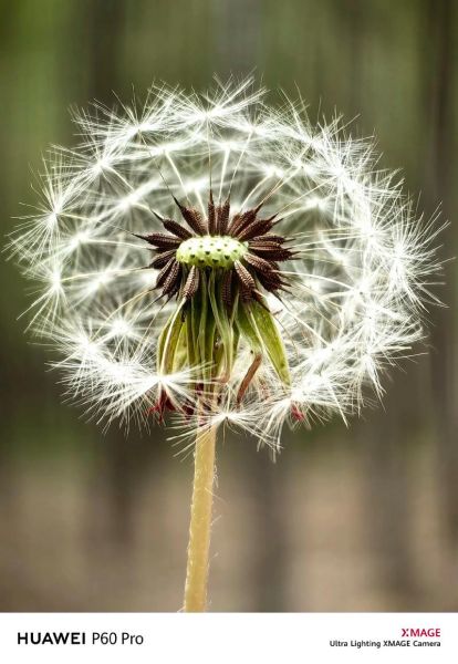 蒲公英图片高清_如何拍出细节纹理-第2张图片-山城妙识