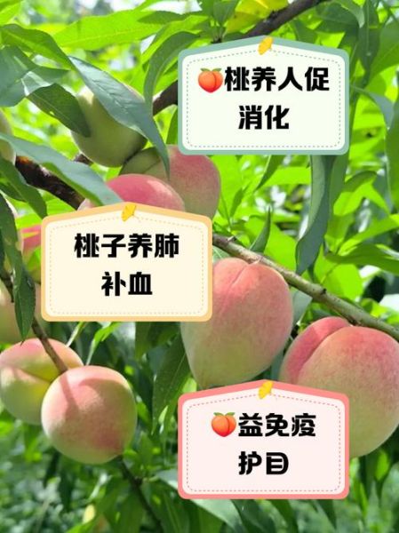 桃子的功效与作用_桃子营养价值高吗-第2张图片-山城妙识