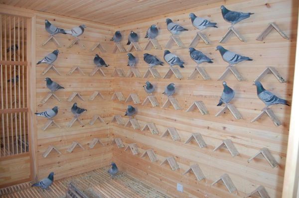 穷人养20只鸽子棚图_低成本搭建方法-第1张图片-山城妙识