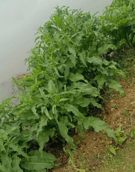 野菠菜图片_如何辨认野菠菜-第1张图片-山城妙识