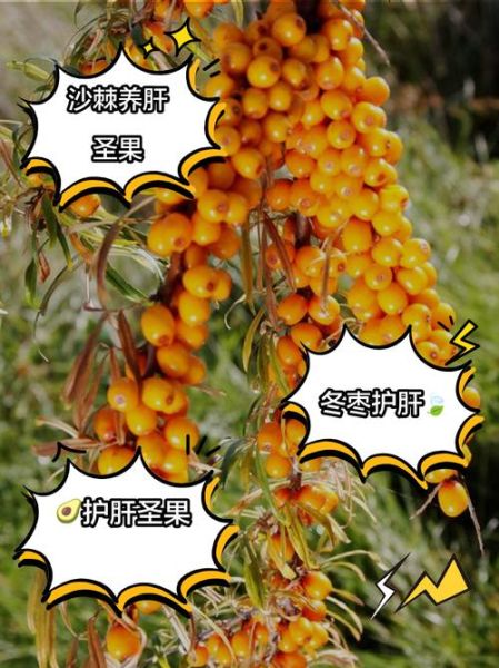 护肝的食物和水果有哪些_哪些水果最护肝-第3张图片-山城妙识