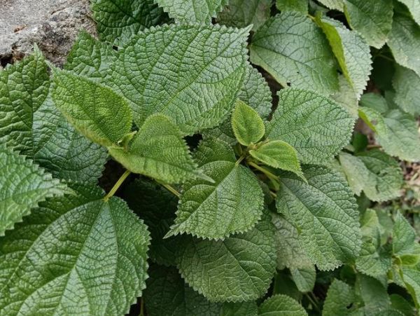 藿香叶禁忌人群有哪些_哪些人不能吃藿香叶-第2张图片-山城妙识