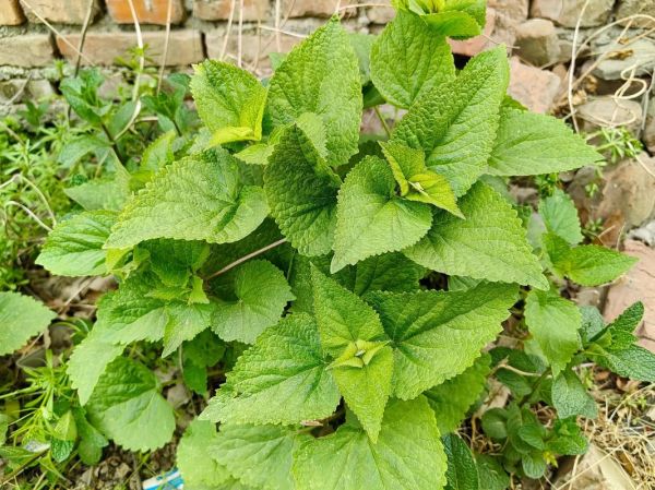 藿香叶禁忌人群有哪些_哪些人不能吃藿香叶-第3张图片-山城妙识