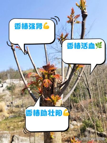 春芽的功效与作用_春芽的禁忌有哪些-第1张图片-山城妙识