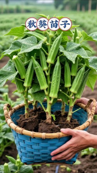 秋葵苗长什么样_秋葵苗图片如何辨别真假-第3张图片-山城妙识 秋葵苗长什么样_秋葵苗图片如何辨别真假-第3张图片-山城妙识