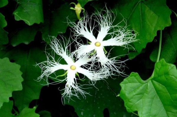 瓜蒌花图片长什么样_瓜蒌花图片怎么拍好看-第3张图片-山城妙识