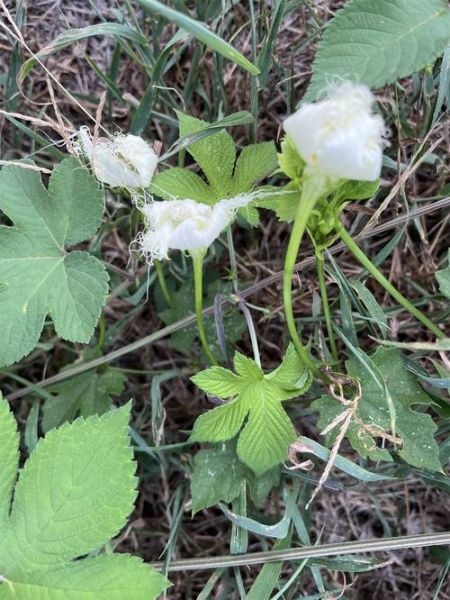 瓜蒌花图片长什么样_瓜蒌花图片怎么拍好看-第2张图片-山城妙识