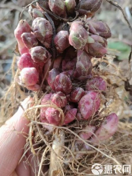 款冬花图片_款冬花长什么样-第1张图片-山城妙识 款冬花图片_款冬花长什么样-第1张图片-山城妙识