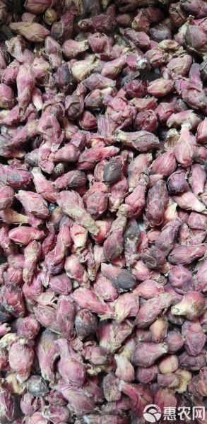 款冬花图片_款冬花长什么样-第2张图片-山城妙识 款冬花图片_款冬花长什么样-第2张图片-山城妙识