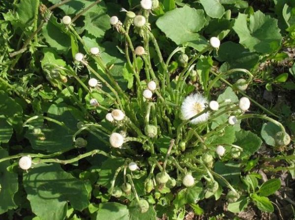 款冬花图片_款冬花长什么样-第3张图片-山城妙识 款冬花图片_款冬花长什么样-第3张图片-山城妙识