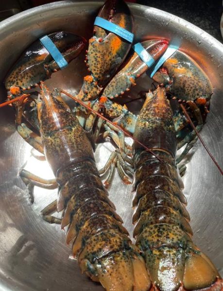 波士顿龙虾清蒸几分钟_清蒸波士顿龙虾时间-第1张图片-山城妙识