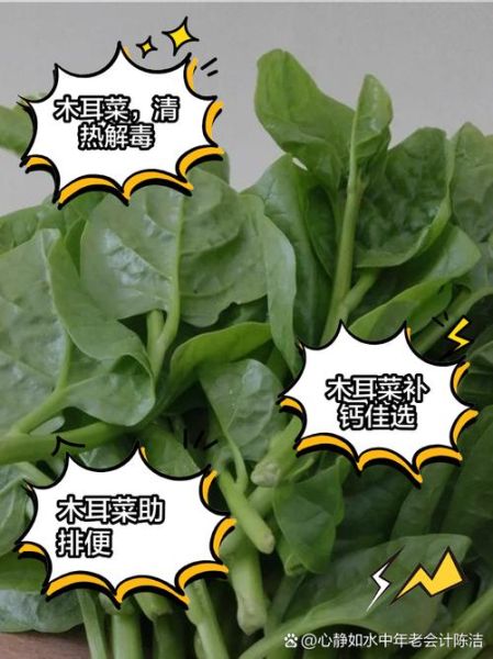 大叶木耳菜的功效与作用_孕妇能吃吗-第2张图片-山城妙识