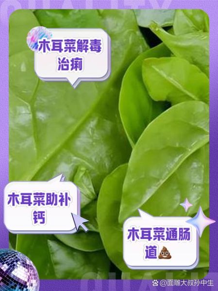 大叶木耳菜的功效与作用_孕妇能吃吗-第3张图片-山城妙识