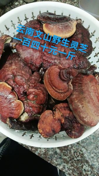 野生灵芝多少钱一斤_野生灵芝价格为什么差距大-第3张图片-山城妙识