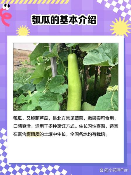 瓠子和什么相克_瓠子不能和什么一起吃-第3张图片-山城妙识