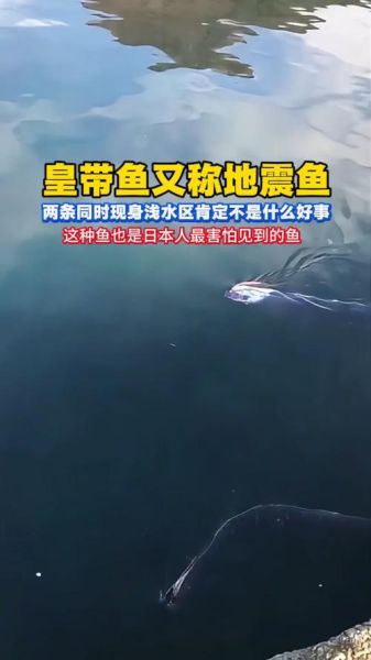 皇带鱼可以吃吗_皇带鱼有毒吗-第1张图片-山城妙识 皇带鱼可以吃吗_皇带鱼有毒吗-第1张图片-山城妙识