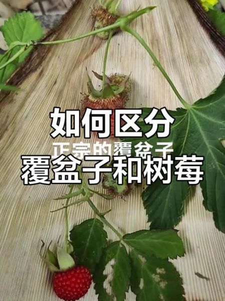 覆盆子和树莓的区别_如何区分覆盆子与树莓-第1张图片-山城妙识