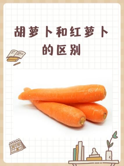 红皮萝卜和白萝卜的区别_哪个营养价值更高-第2张图片-山城妙识