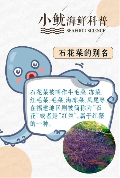 海石花和石花菜的区别_哪个更好吃-第3张图片-山城妙识