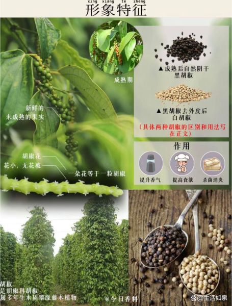 白胡椒和胡椒的区别_白胡椒怎么保存-第2张图片-山城妙识