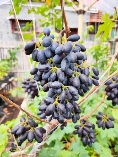 长葡萄怎么种_长葡萄品种有哪些-第2张图片-山城妙识