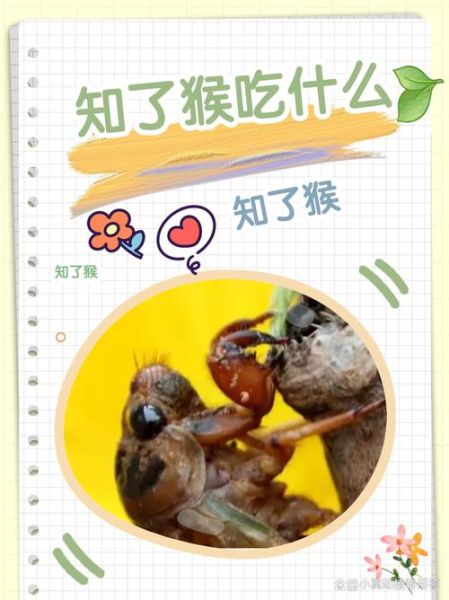 知了怎么吃有营养_知了怎么吃最健康-第3张图片-山城妙识