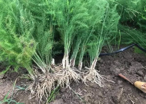 盆栽芦笋怎么种_盆栽芦笋多久能收获-第3张图片-山城妙识