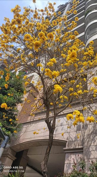 小黄花怎么养_小黄花为什么不开花-第3张图片-山城妙识