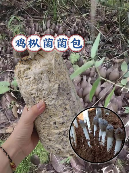 鸡枞菌种子多少钱一包_鸡枞菌种子购买渠道-第2张图片-山城妙识