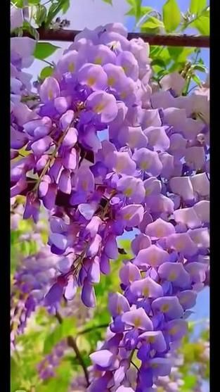 紫色槐花怎么吃_紫色槐花最佳吃法-第2张图片-山城妙识