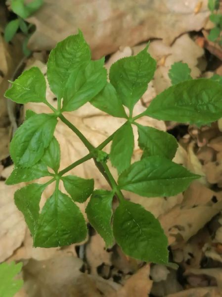 野人参叶子图片长什么样_如何辨别真假-第3张图片-山城妙识