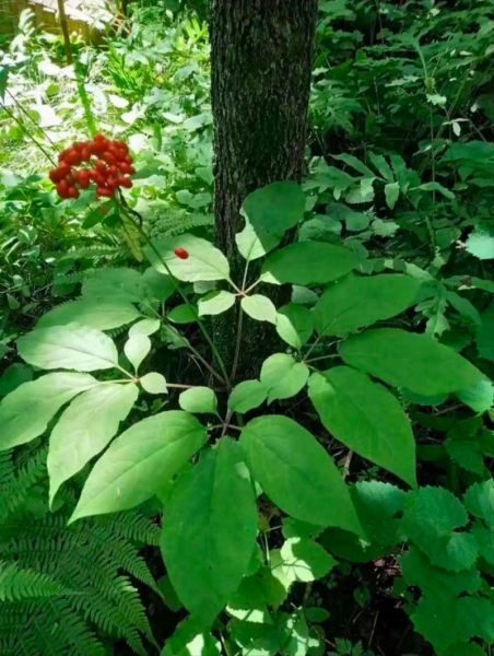 野人参叶子图片长什么样_如何辨别真假-第2张图片-山城妙识