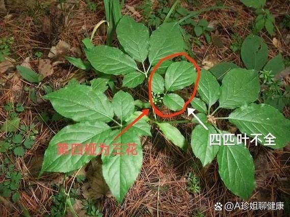 野人参叶子图片长什么样_如何辨别真假-第1张图片-山城妙识