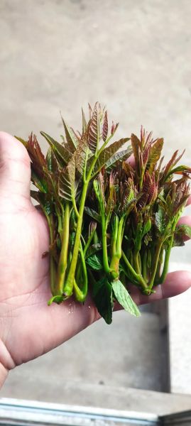 香椿芽是发物吗_哪些人不能吃-第3张图片-山城妙识