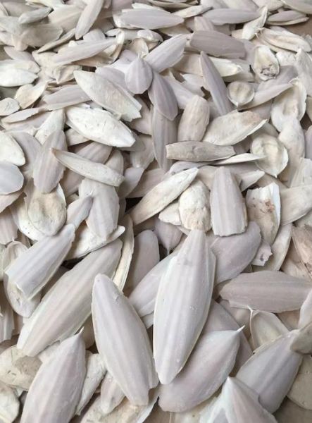 墨鱼骨怎么处理才能喂鸟_墨鱼骨喂鸟的正确方法-第3张图片-山城妙识