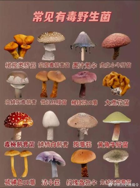 野生菌种类大全_如何安全识别可食用野生菌-第3张图片-山城妙识