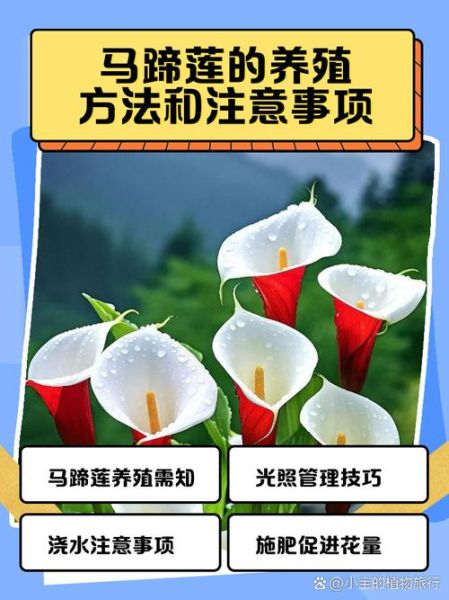 马蹄莲怎么养_马蹄莲养殖方法和注意事项-第3张图片-山城妙识
