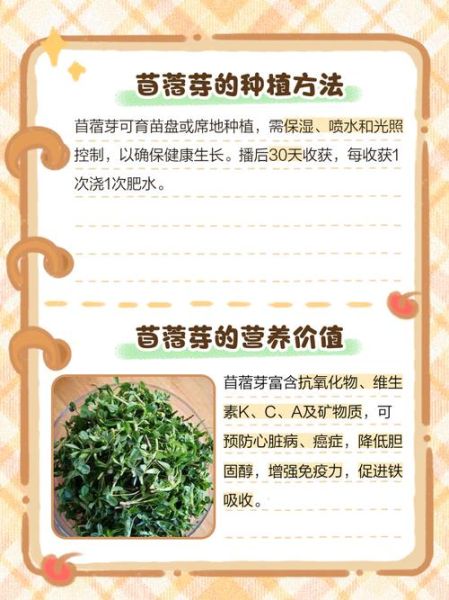 苜蓿芽图片_苜蓿芽怎么种植-第2张图片-山城妙识